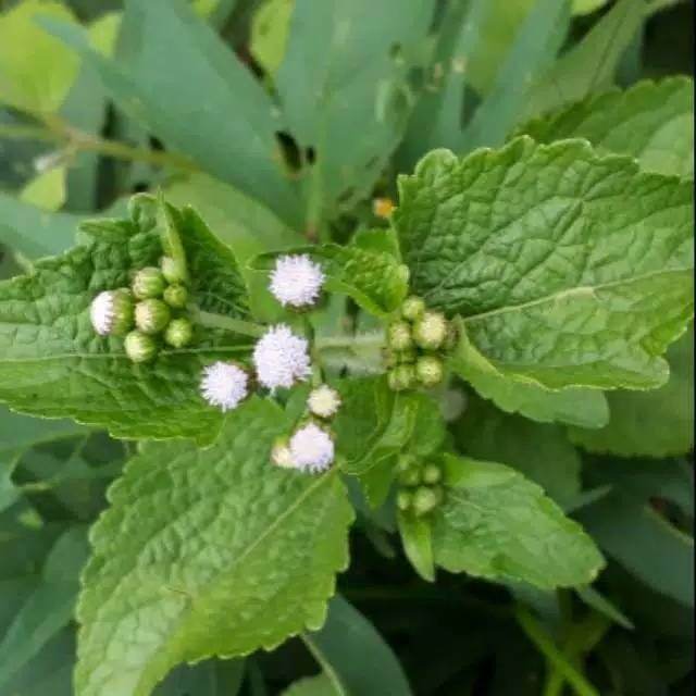 Daun Bandotan Segar Herbal isi 50gram | Lazada Indonesia