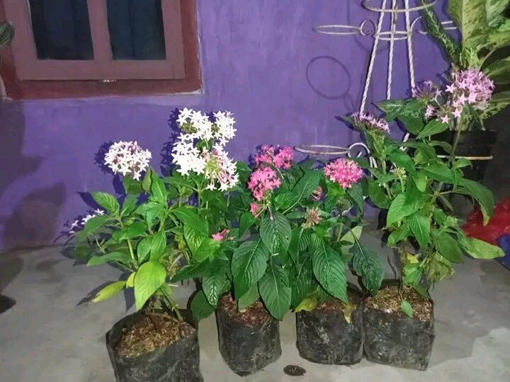 Vegetasi Lebah Madu Tanaman Hias Bunga Pentas Lazada Indonesia