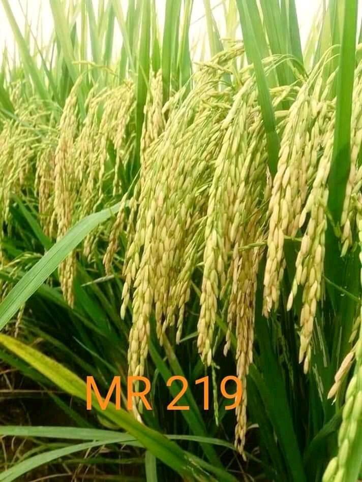 665bet paga Kekuatan Padi dengan🥩 Experimente a adrenalina ao jogar ...