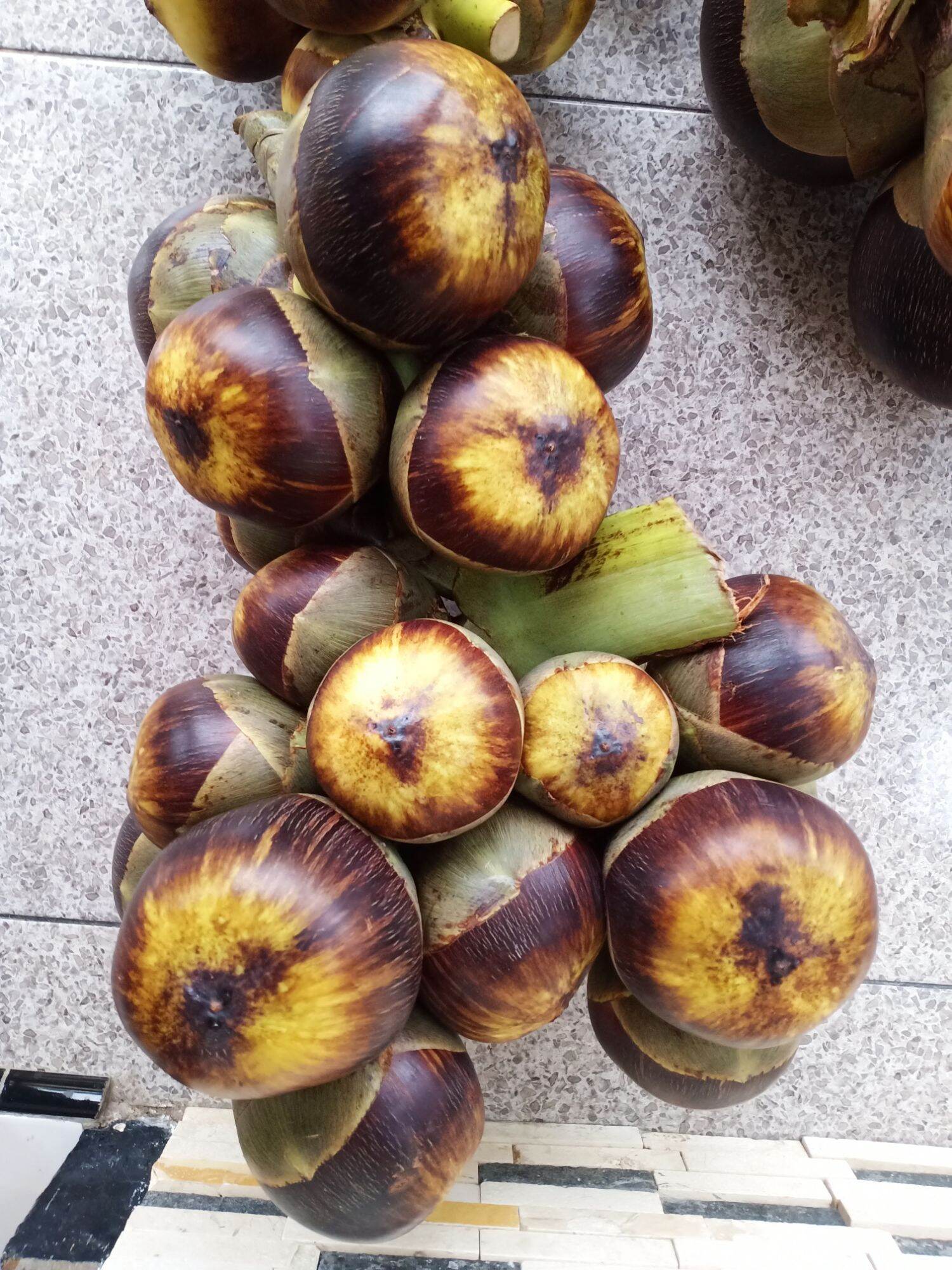 Buah Lontar Asli Khas Tuban 1 Buah Utuh isi 3,Dipetik Stelah Anda Pesan ...