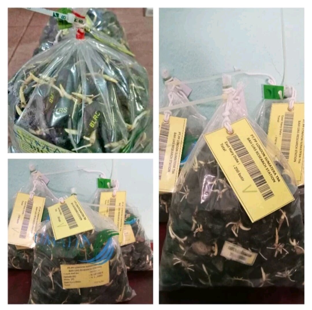 5000/butir Benih Bibit Polong sawit LONSUM asli | Lazada Indonesia