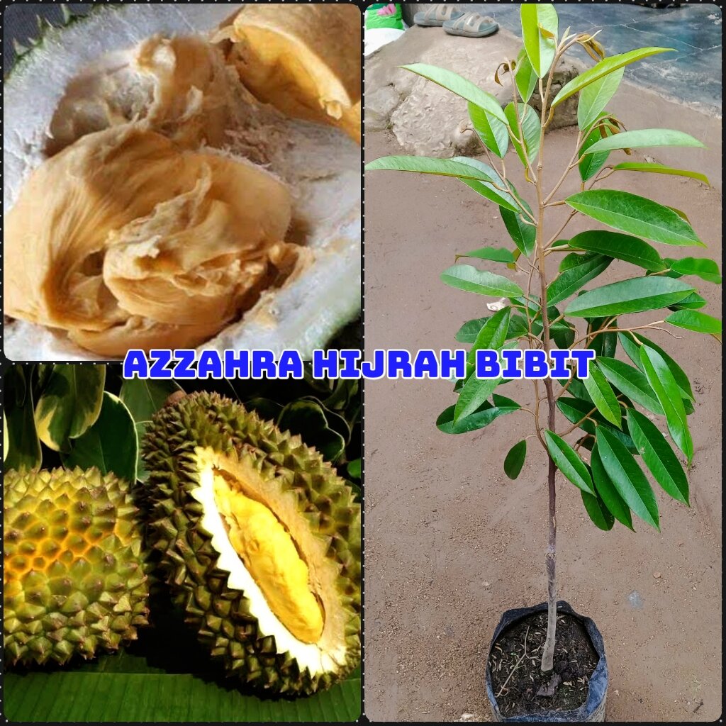 bibit tanaman durian kani (chanee) | Lazada Indonesia
