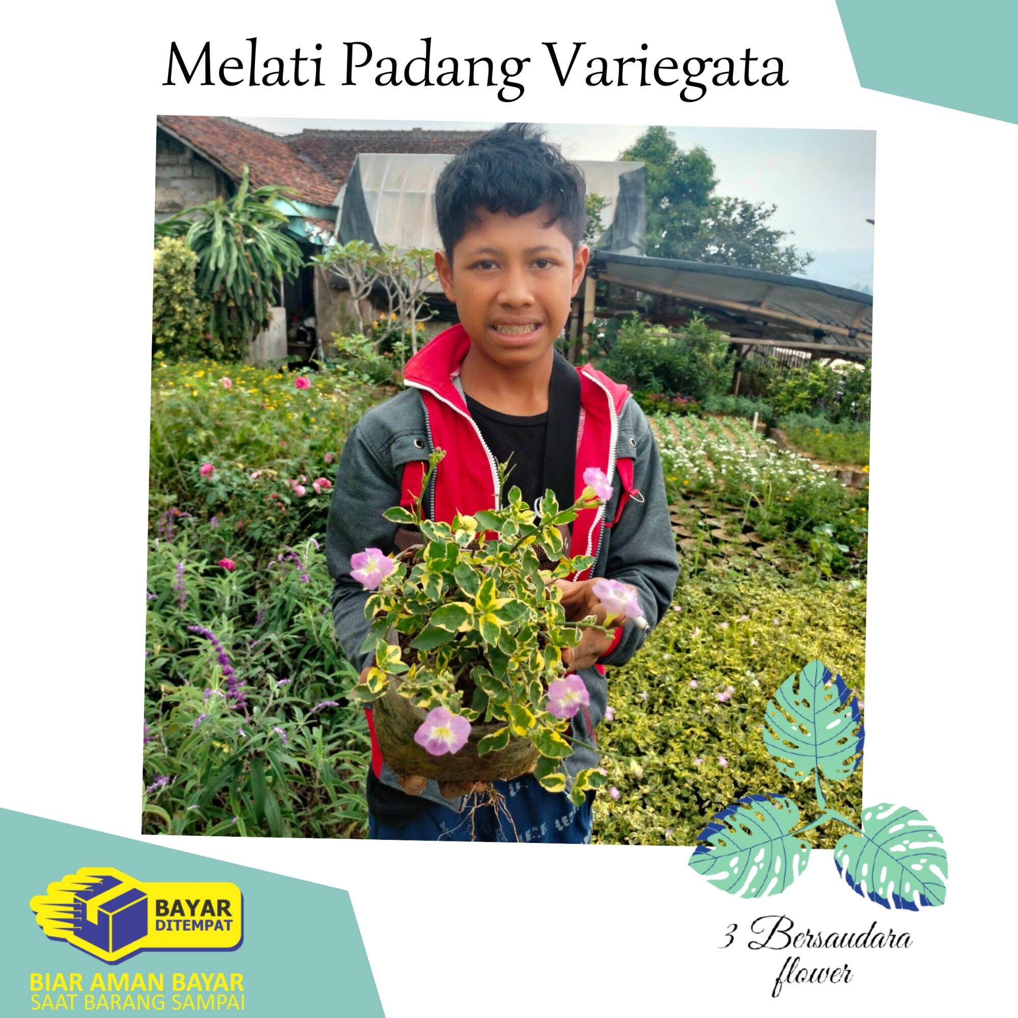 Melati padang Variegata | Lazada Indonesia