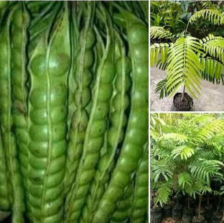 bibit petai pete raksasa okulasi bisa tambulapot | Lazada Indonesia