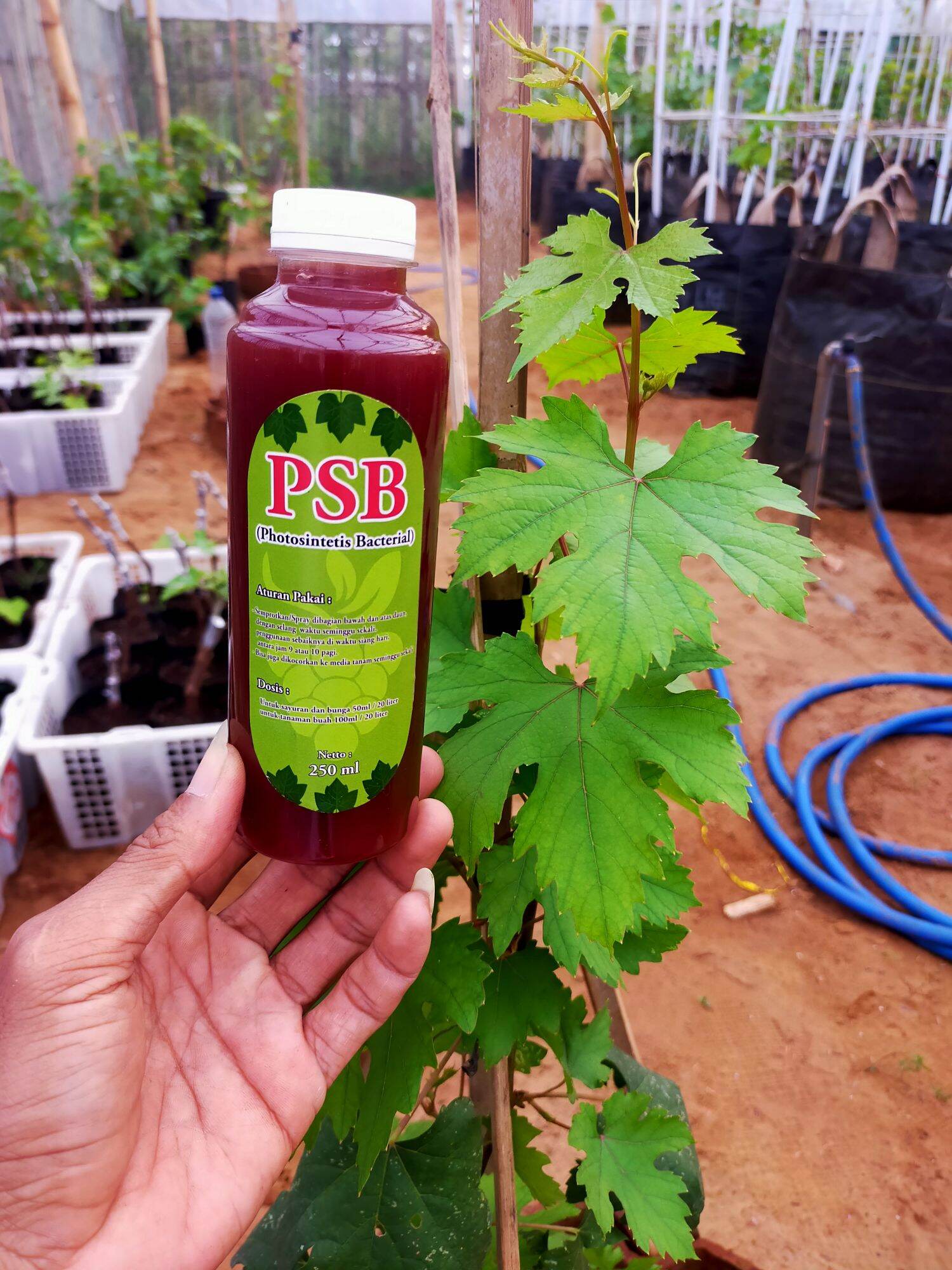 Bakteri Fotosintesis ( PSB ) | Biang | Booster | Pupuk Organik Cair ...