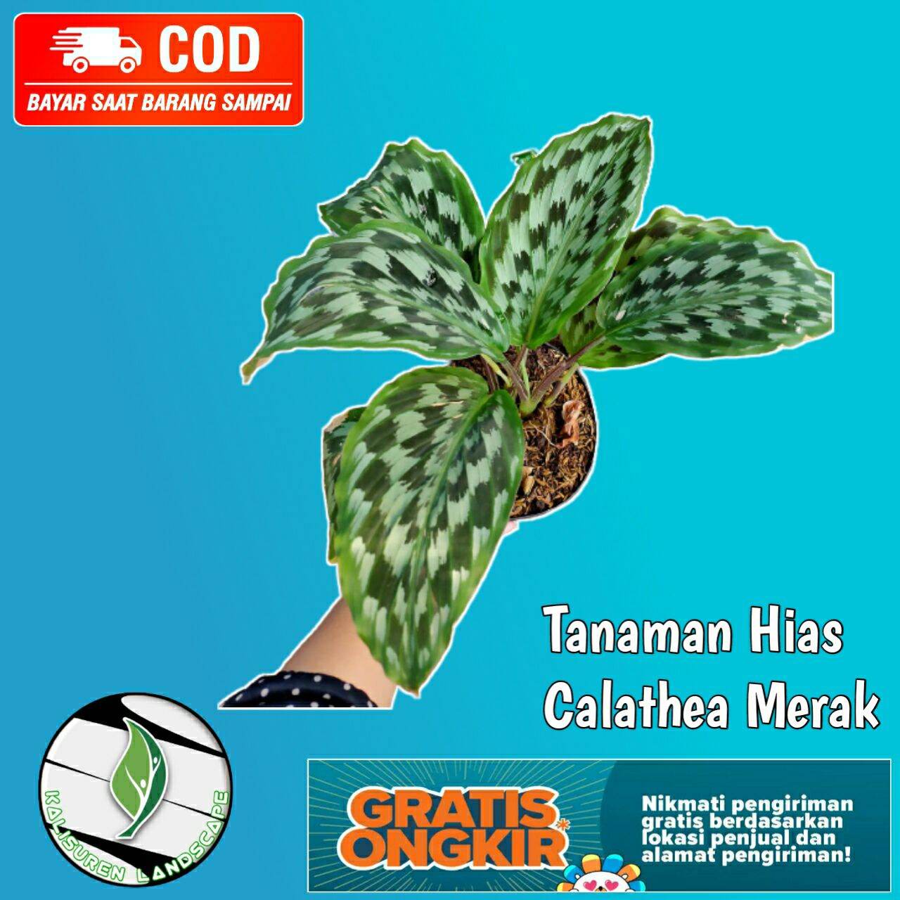 Tanaman Hias Hidup Bunga Calathea Ekor Merak / Tanaman Hias Calathea ...