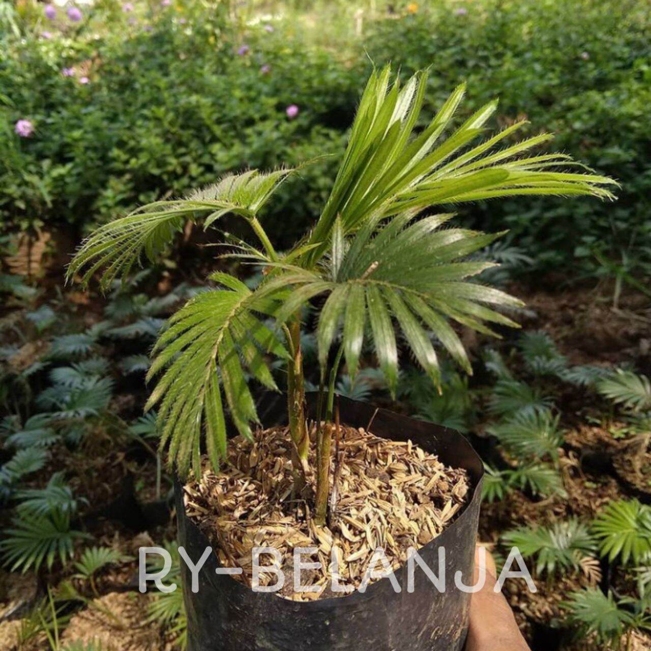 Tanaman hias palem komodoria - Palem mini | Lazada Indonesia