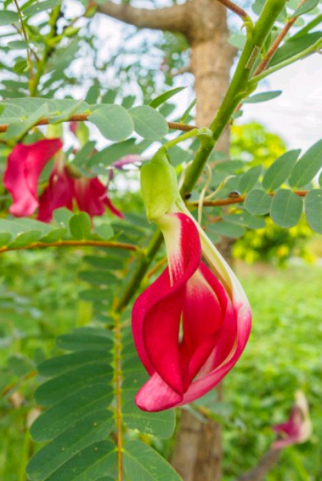 biji benih tanaman Turi merah 50seed | Lazada Indonesia