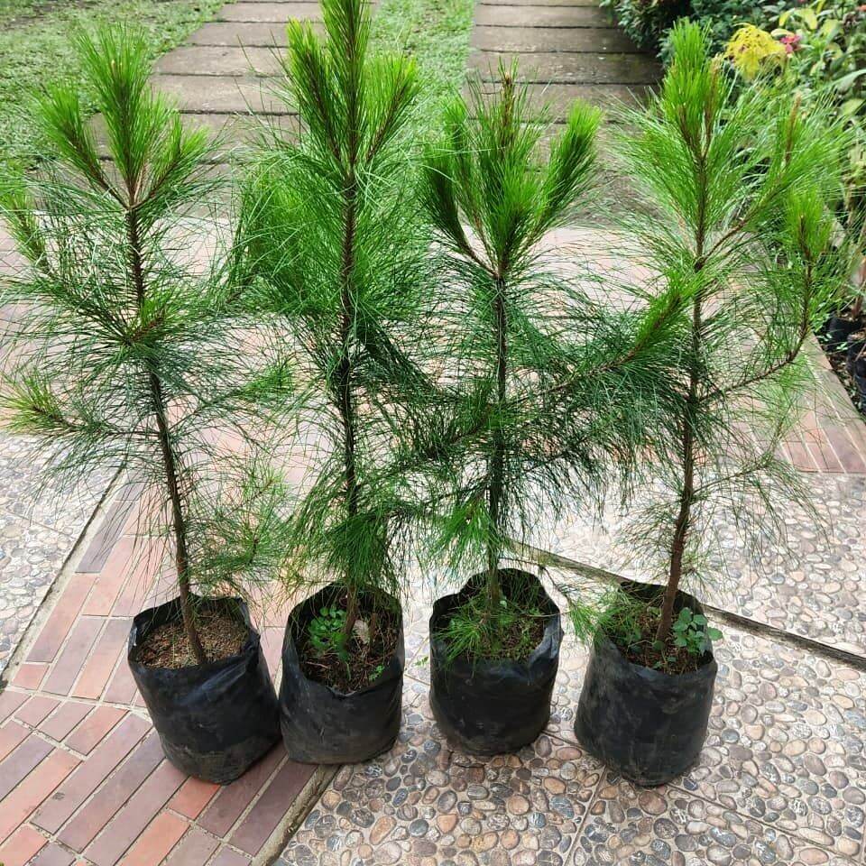 Tanaman Hias pohon cemara pinus | Lazada Indonesia