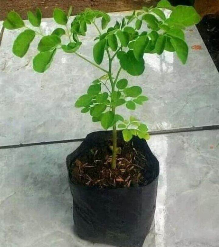 bibit setek tanaman daun kelor, tanaman rempah herbal dan sayur ...