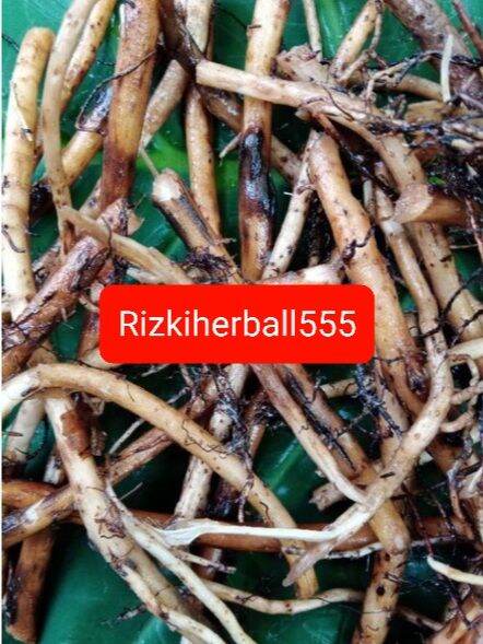 Akar Pohon Pisang Segar Per 500gram | Lazada Indonesia